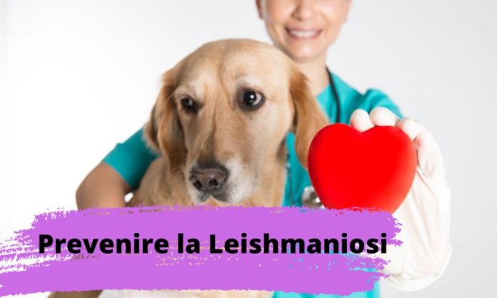 Leishmaniosi del cane: ecco i sintomi e come prevenire questa malattia